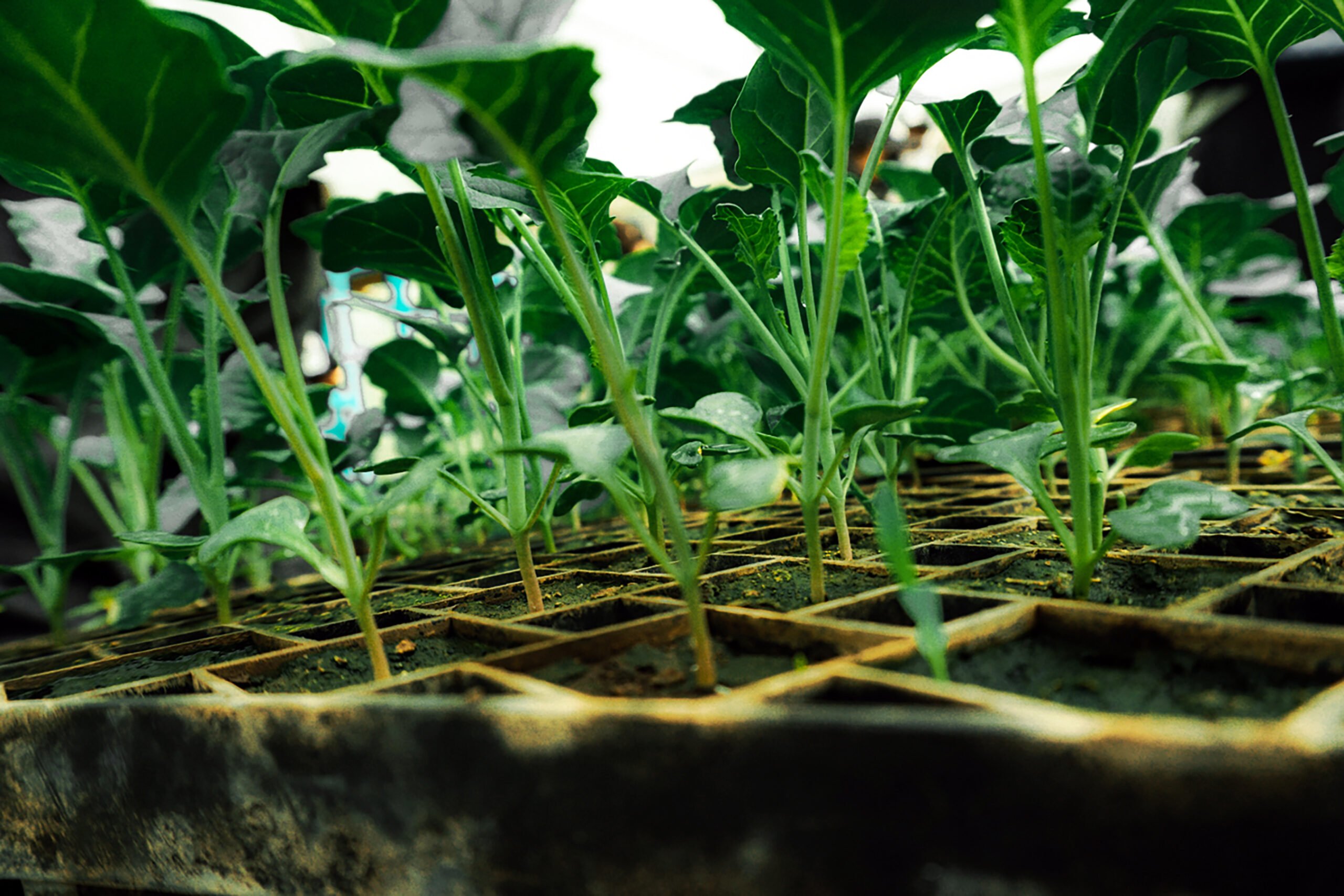 Towards agroecology-based sustainable food systems | Ethiopian ...